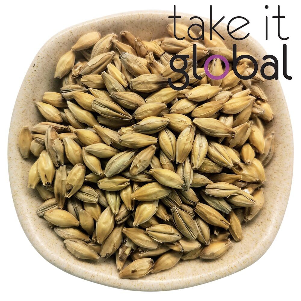 Two Row Malted Barley 麦芽/ Malted Grain - Beer Brewing,Malta drinks Beer ...