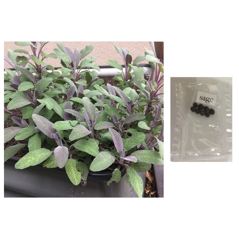 cash on delivery Sage salvia officinalis herb vegetable plant seeds ...