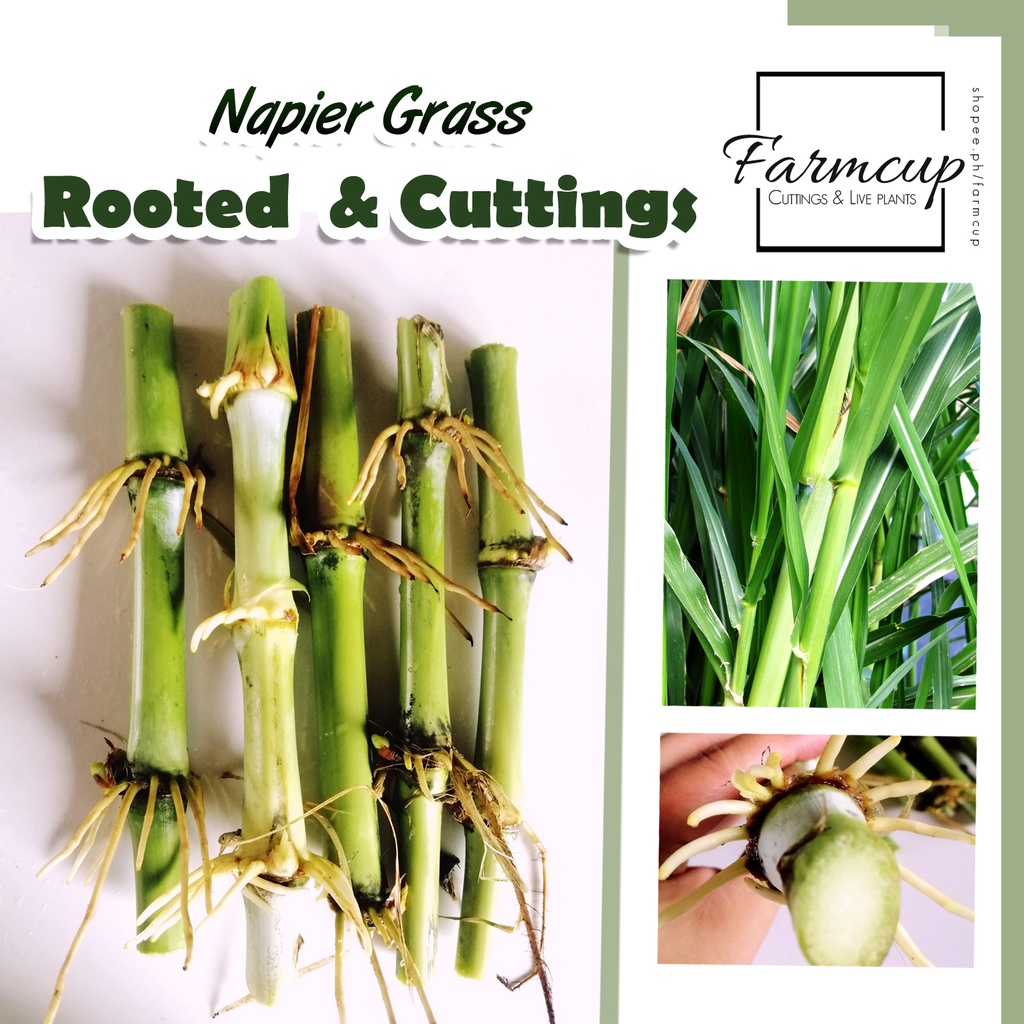 NAPIER GRASS CUTTINGS/ROOTED/FRESH LEAVES | Shopee Philippines