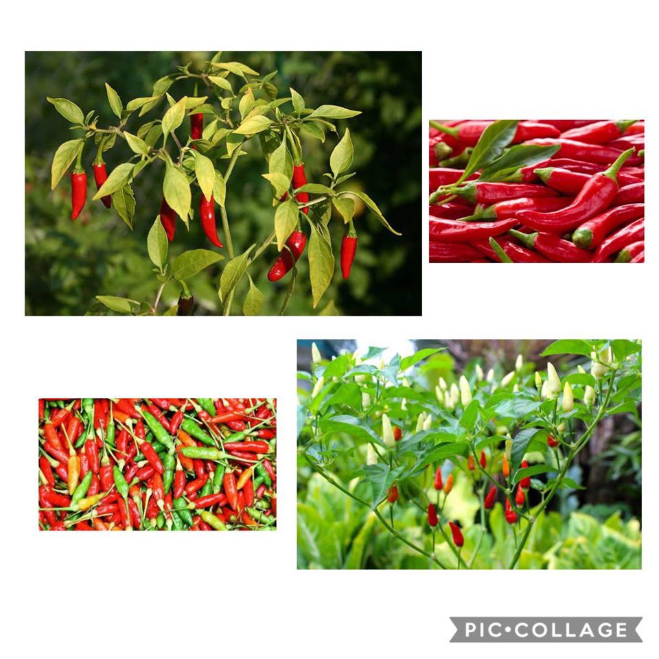Siling Labuyo 10gram Hybrid - Hot Pepper Taiwan Chili / Siling Taiwan ...