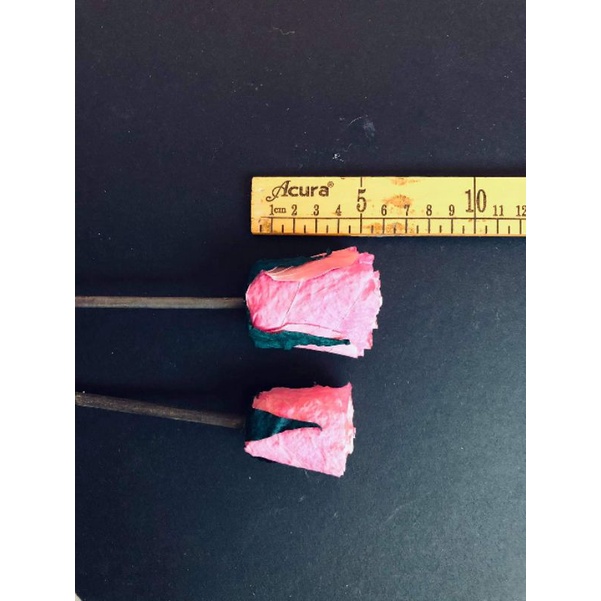 Fossilized Rose buds (1 stem only) | Shopee Philippines