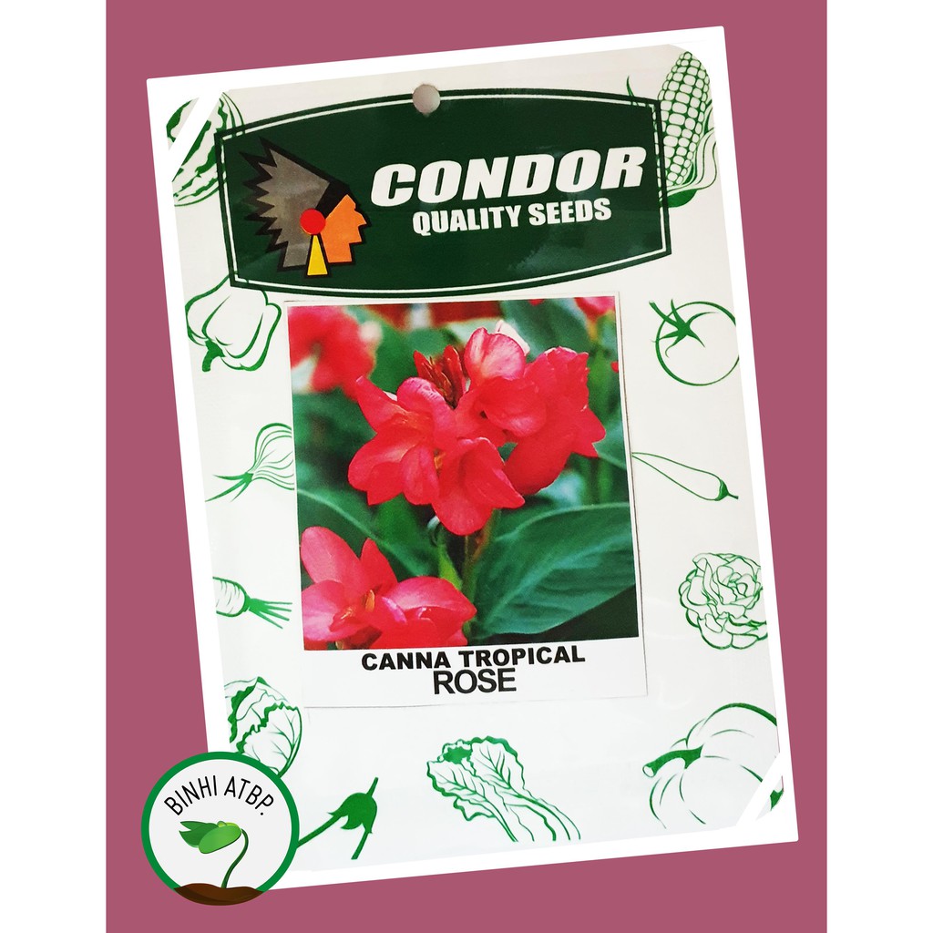 Condor Canna Tropical Rose Flower Seeds (8 Seeds Pack) | Shopee Philippines