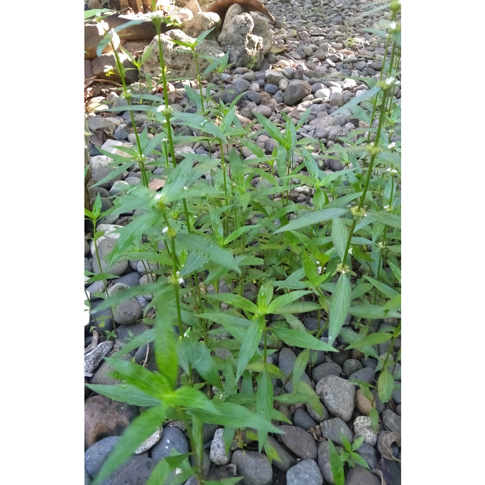 8 seedlings Serpentina Plant or Andrographis Paniculata | Shopee ...