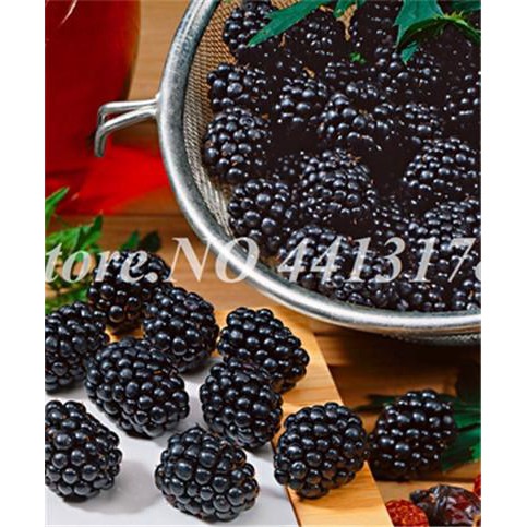 Multi-Color Raspberry Bonsai 200 Pcs Seeds Mix Succulent Raras ...