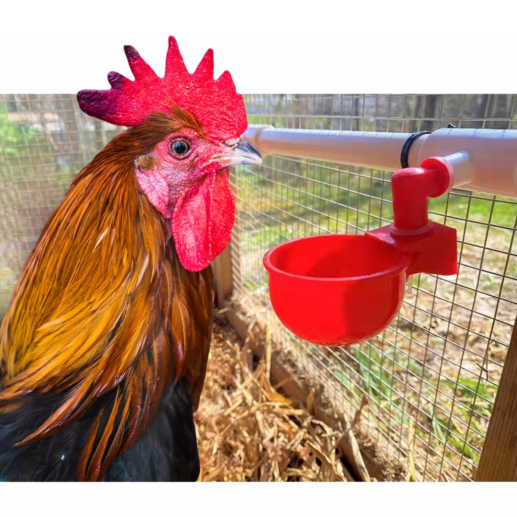 Chicken Water Dispenser Automatic Chicken Water Cup Plastic Drinking ...