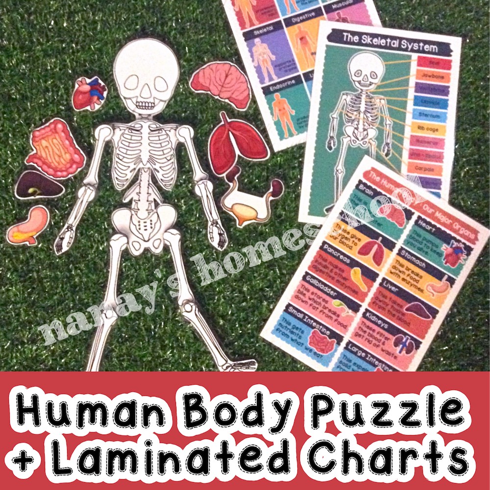 The Human Body Anatomy Puzzle - Skeleton , Major Organs , Human Body ...
