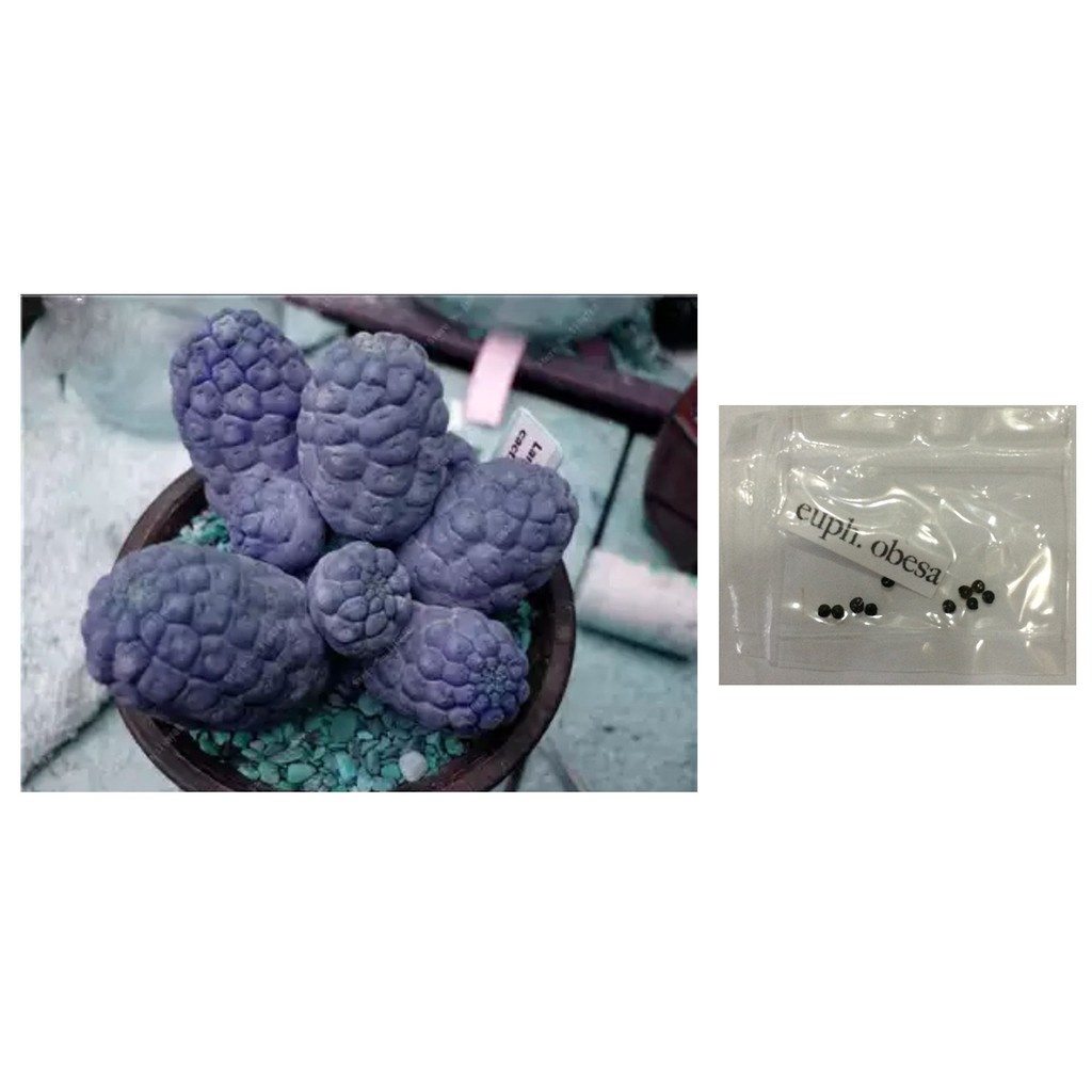 euphorbia ritchiei blue succulent lithops cactus seeds | Shopee Philippines