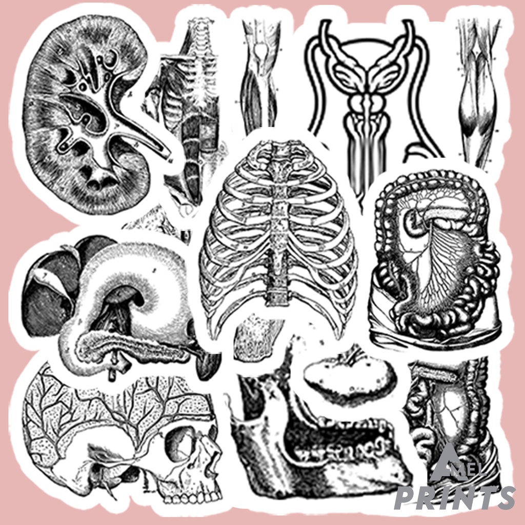50 PCS Anatomy Biology Science Aesthetic Graffiti Sticker Set- 3CM, 4 ...