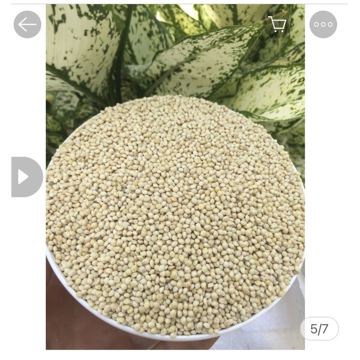 1kg of whole American white millet seeds for budgies, love birds ...