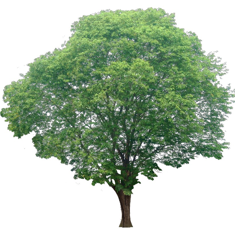 Philippine National Tree