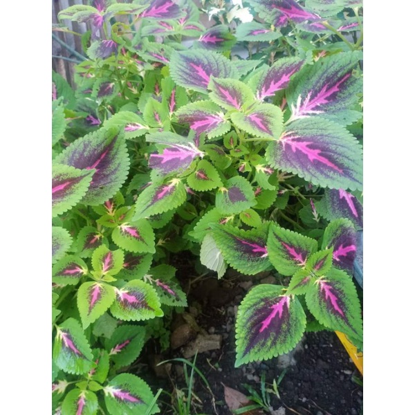 mabie coleus or mayana plant 4 cuttings stem(cod) | Shopee Philippines
