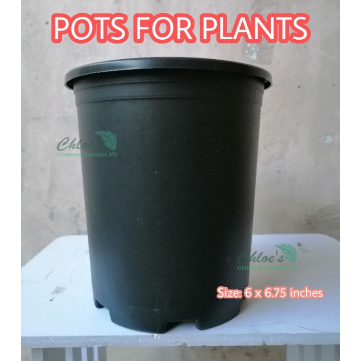 BLACK SLIM TALL POTS FOR PLANTS PLANTERS WHITE Green paso Para sa ...
