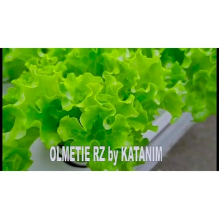 Olmetie Lettuce Seeds by Rijk Zwaan (repacked seeds 100 - 500 pills ...