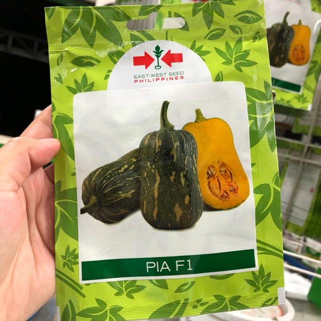 KALABASA SQUASH SEEDS - HYBRID SQUASH KALABASA SEEDS PACK SIZE ...