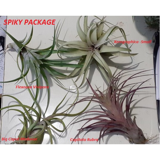 Air Plants Spiky Package (Capitata Rubra, Small Xerographica, Flexousa ...