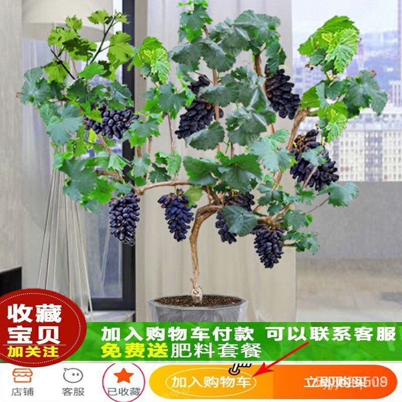 Grape Tree Sunshine Rose Grape Tree Large Climbing Vine Giant Peak ...