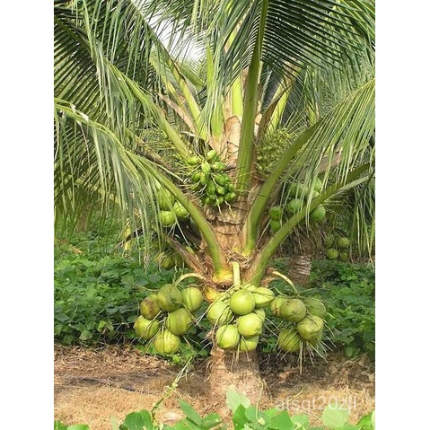 B6WO Dwarf coconut seedling, coconut seedlings, buko dwarf plant, fruit ...