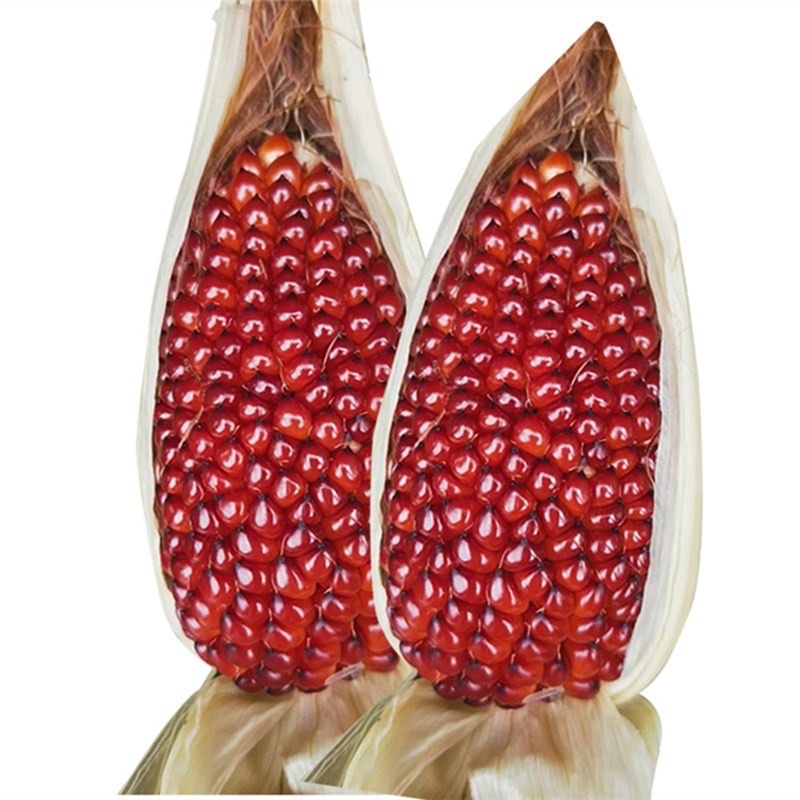 FV Strawberry Corn Seeds 50pcs | Shopee Philippines