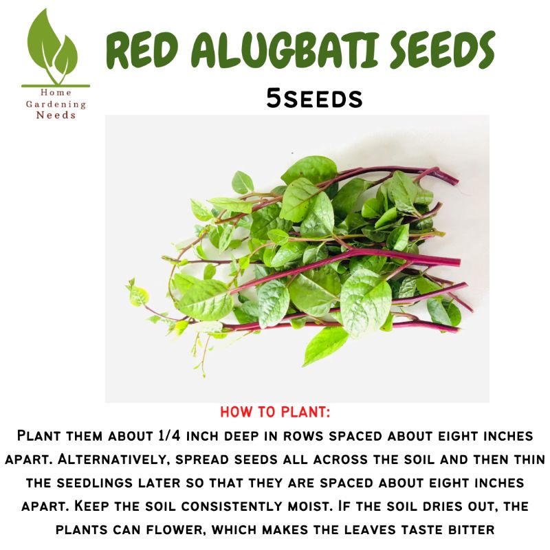RED ALUGBATI SEEDS (5pcs) | Shopee Philippines