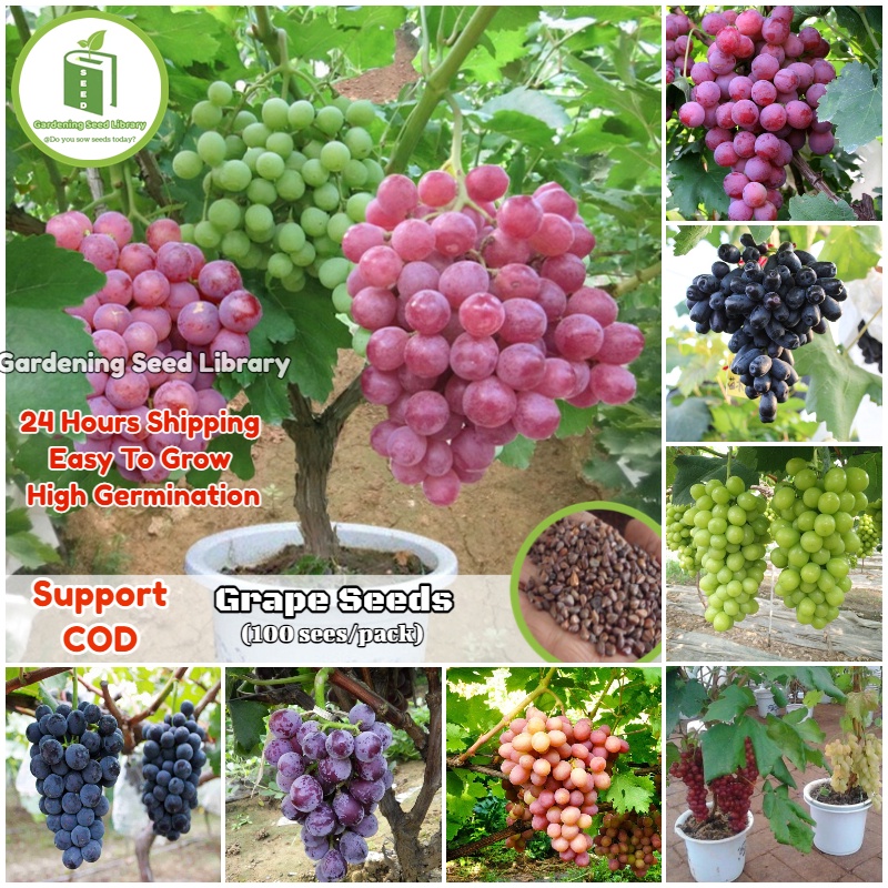 High Quality Grape Seeds for Planting (20 Seeds/Pack)...Buto ng ubas ...