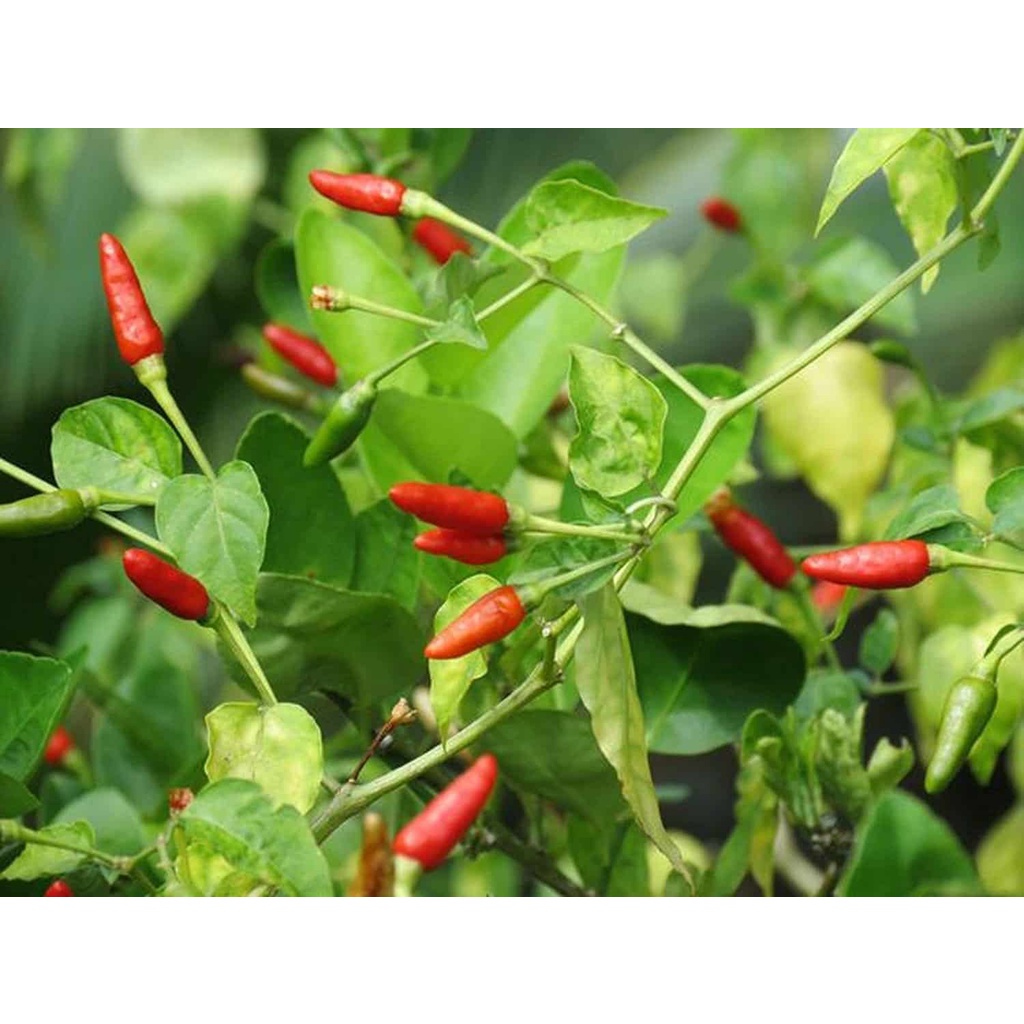 HIGH QUALITY SILI SEEDS (Siling Labuyo/Demonyo/Taiwan, Bell Pepper ...