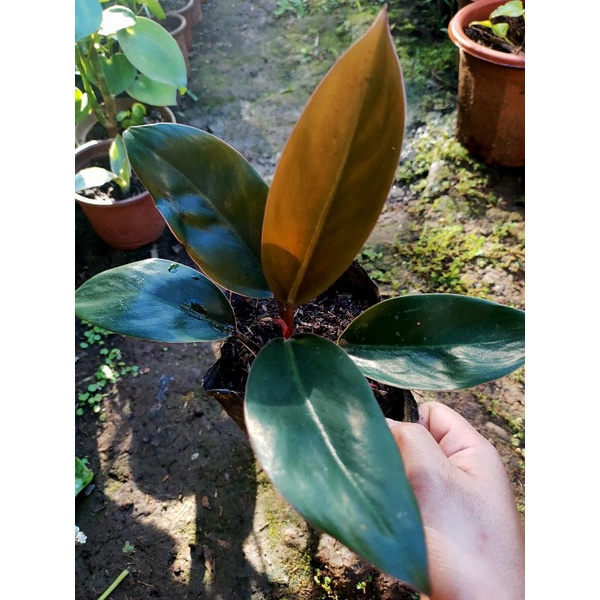 philodendron red congo dwarf ship from mindanao.read first before ...