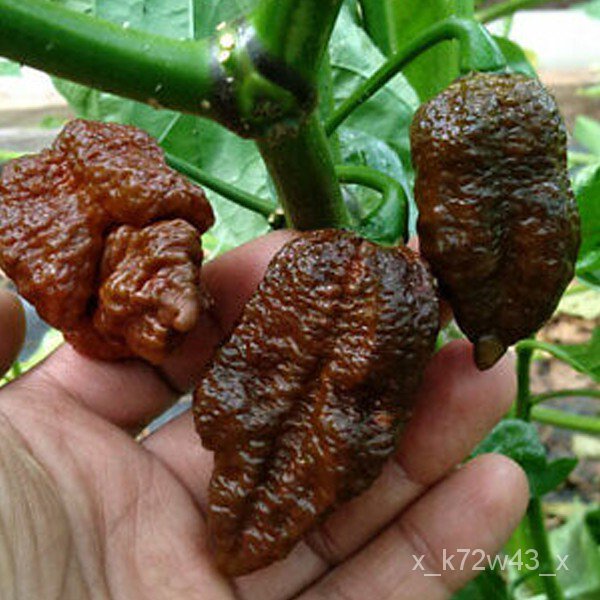 ปลูกง่าย เมล็ดนำเข้า ถูกที่สุดBig Black Mama Extra Hot Pepper Seeds ...