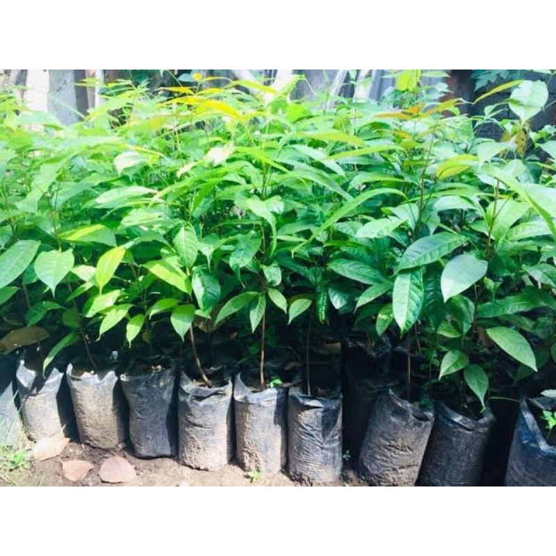 Santol tree seedlings(Santol) | Shopee Philippines
