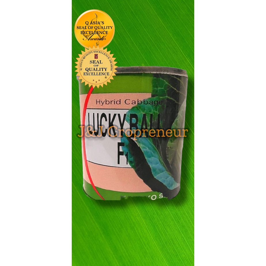 LUCKY BALL CABBAGE F1(50 GRAMS) BY KANEKO SEEDS | Shopee Philippines