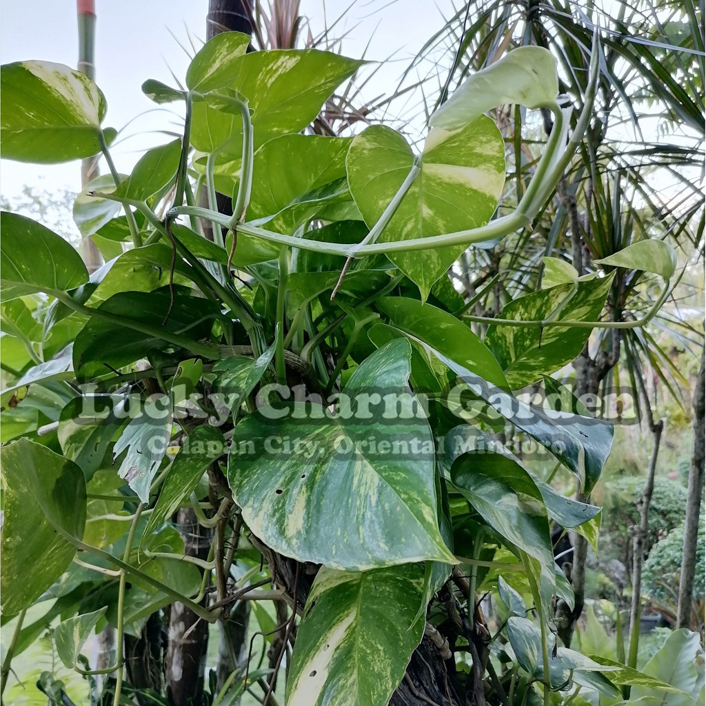 Giant/ Regular Golden Pothos Cuttings (one node) | Shopee Philippines