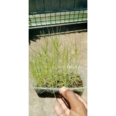 Byblis Liniflora Seeds 50+ seeds | Shopee Philippines