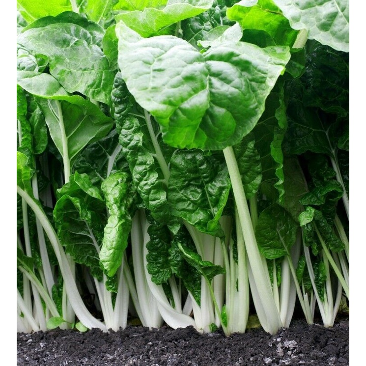 SILVERBEET Fordhook Giant 20 seeds Heirloom vegetable garden (Beta ...