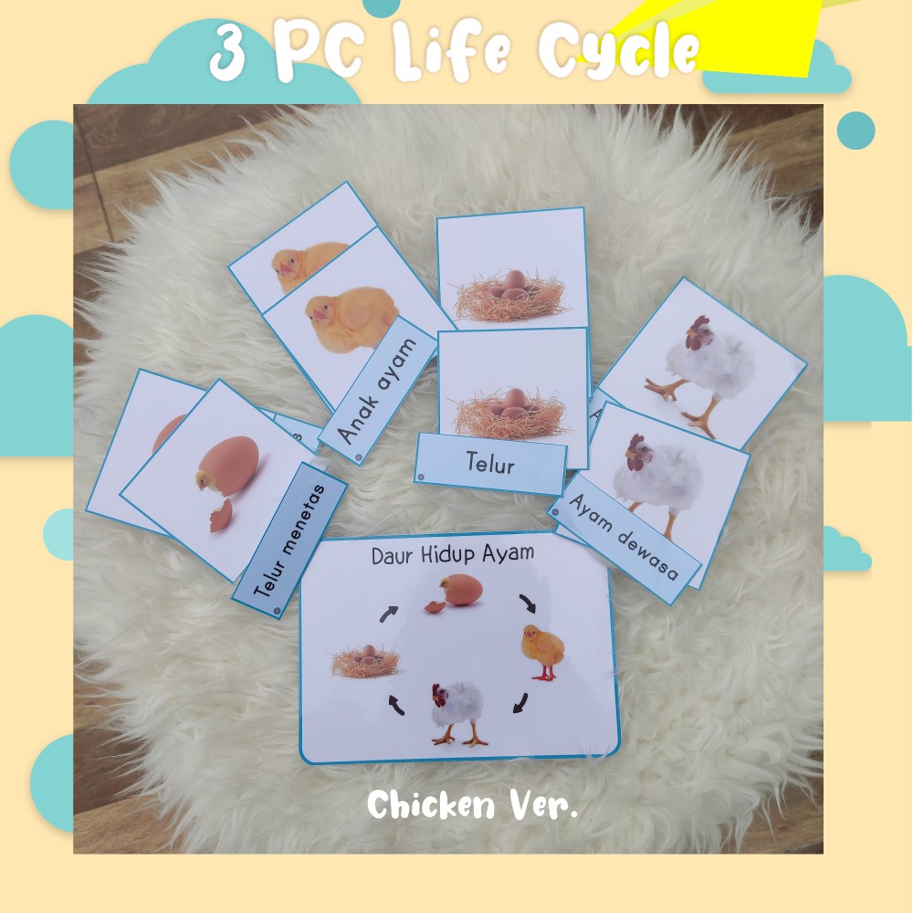 3-part Cards Flashcards Life Cycle Learning Animal Life Cycle | Shopee ...
