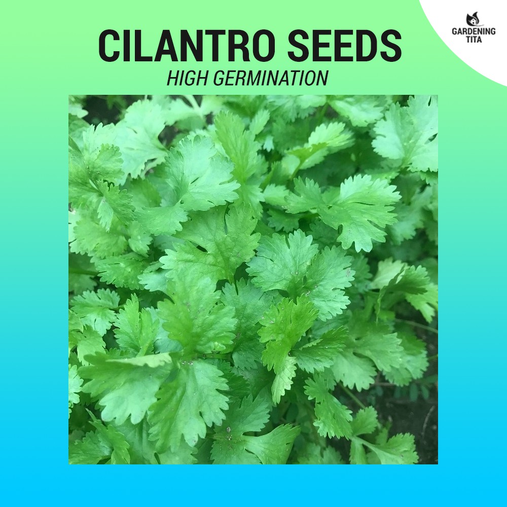 Cilantro / Wansoy / Coriander seeds ~65 pcs | Shopee Philippines