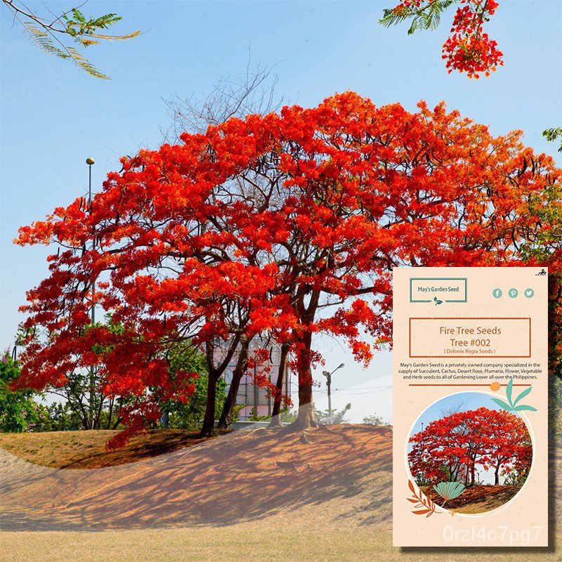 easy planting Fire Tree Seeds, Flame Tree Seeds, Delonix Regia Seeds ...