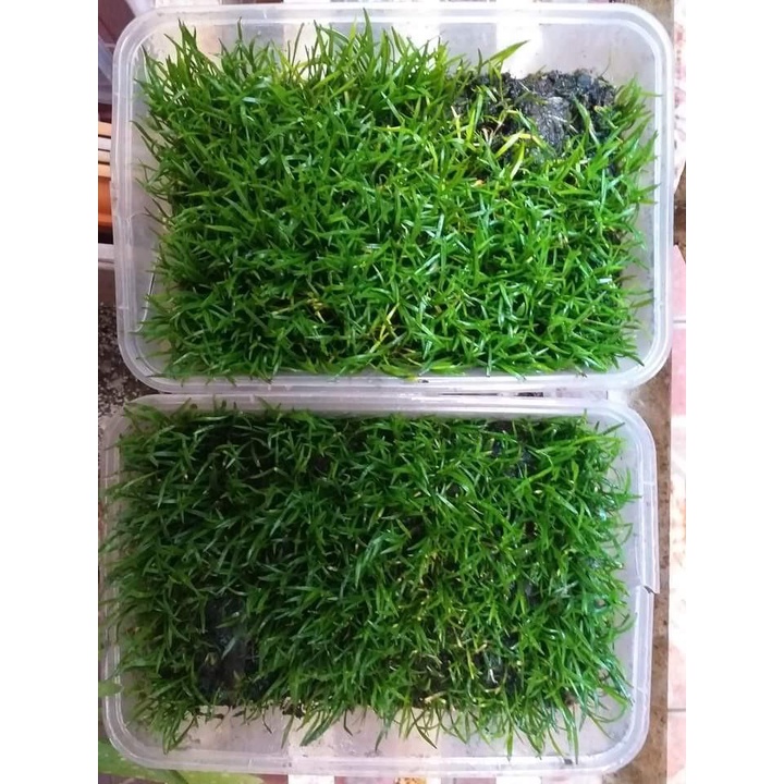 MicroSword Grass, Brazilian Micro Sword, Carpet Grass / Lilaeopsis ...