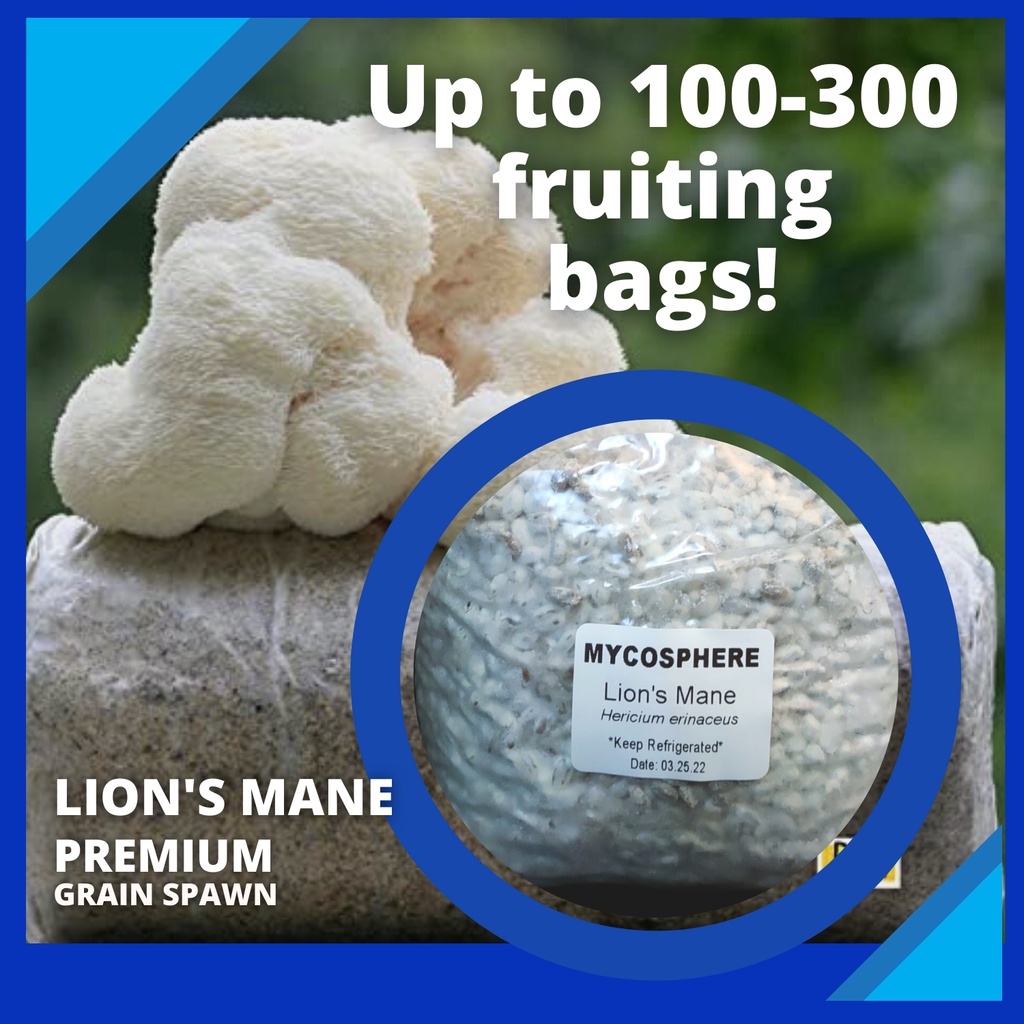 Mushroom Spawn - Lion's Mane Planting Spawn F1 - Binhi ng Kabute ...