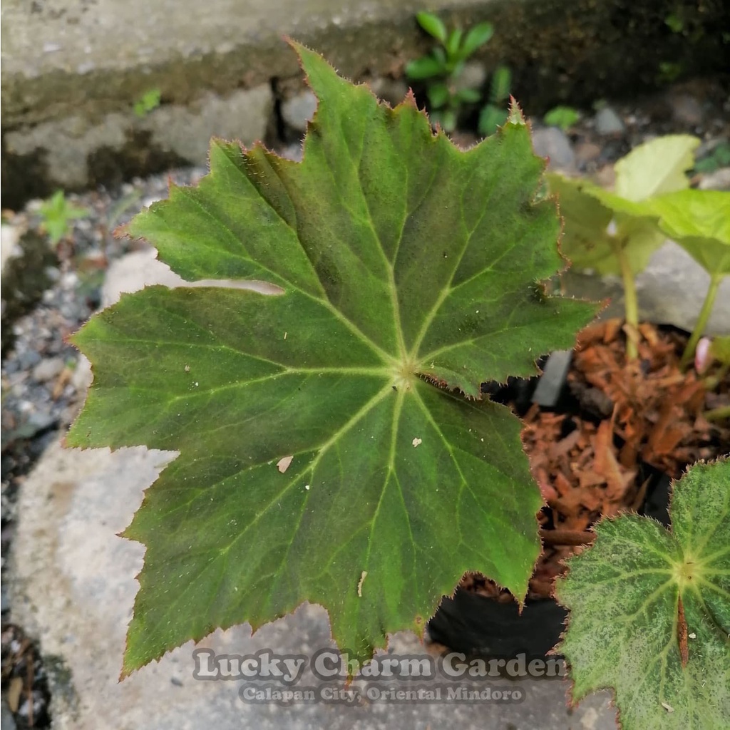 Begonia Live Plant (4 varieties, roots and soil intact) | Shopee ...