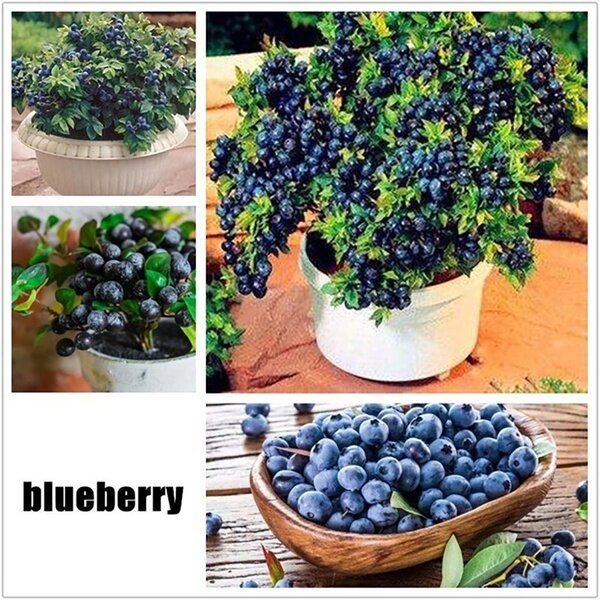 Ready Stock 30Pcs Blueberry Tree Seeds Bibit Seeds Fruit Benih Pokok ...