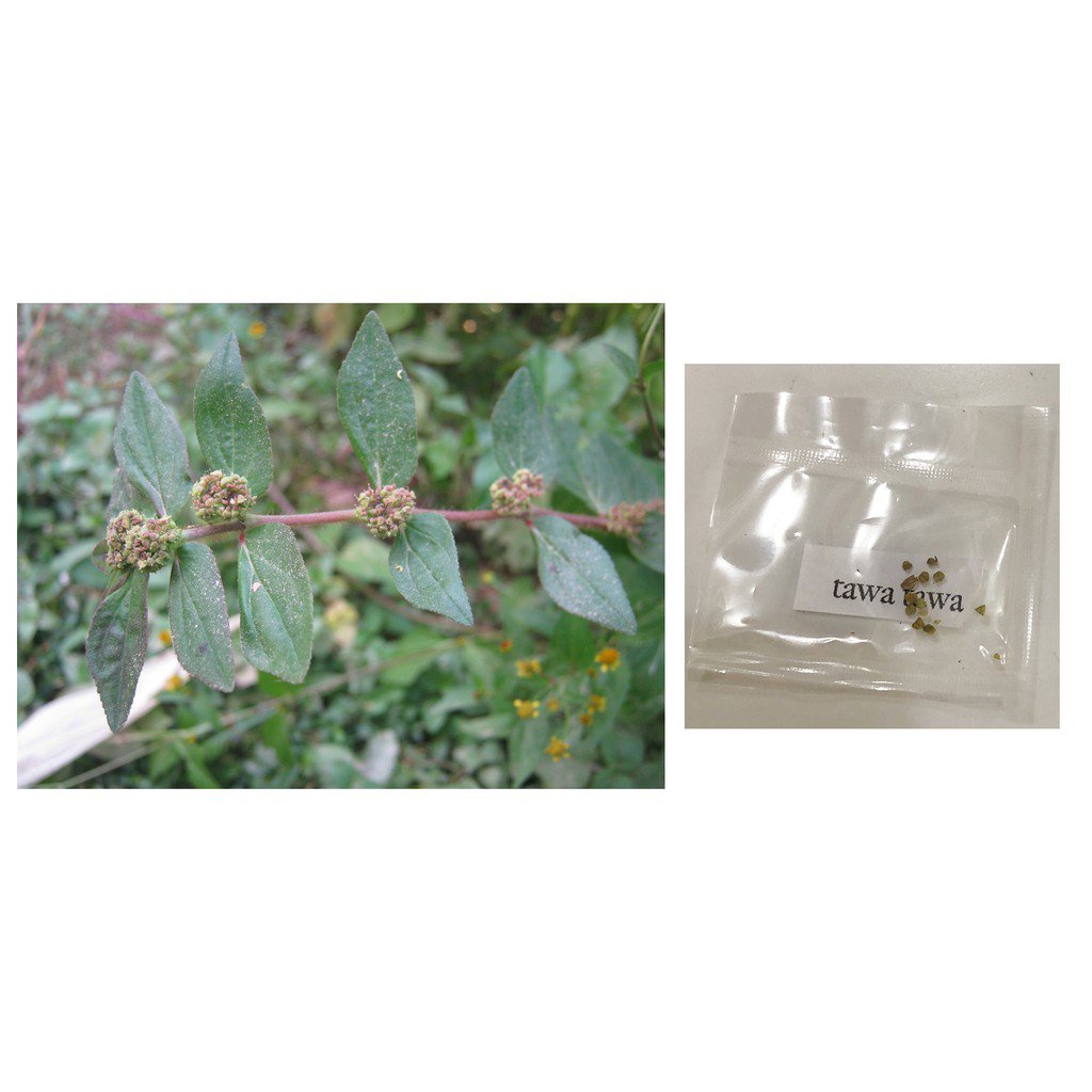 Factory price Tawa tawa Euphorbia hirta plant seeds anti dengue Asthma ... Factory price Tawa tawa Euphorbia hirta plant seeds anti dengue Asthma ...