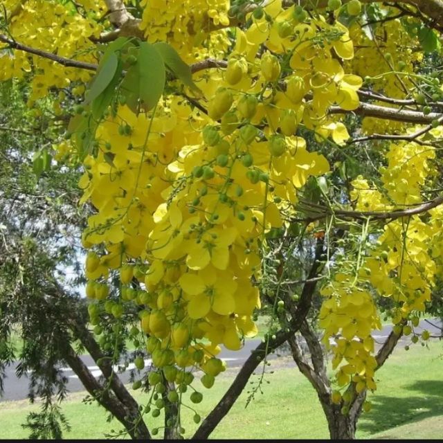 Golden Shower Tree Seeds/ 100 seeds | Shopee Philippines