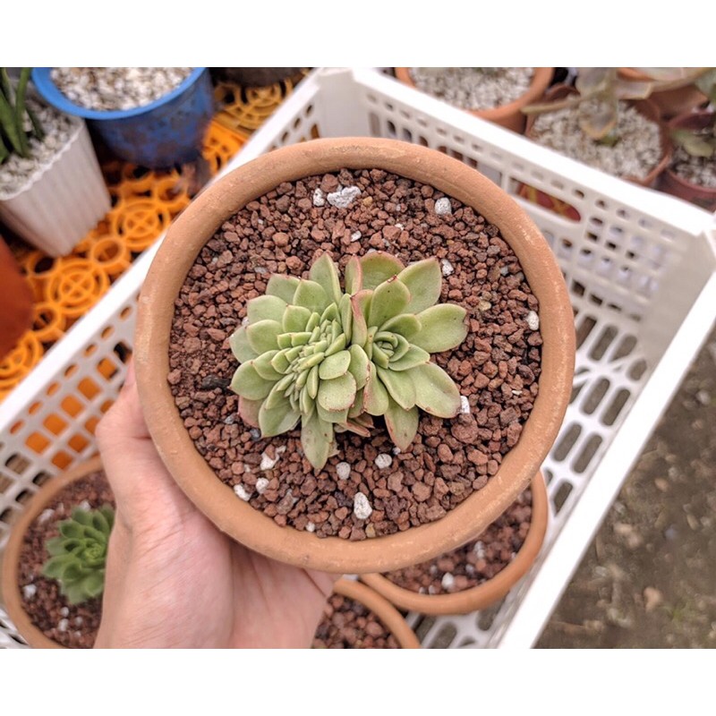 Lava Rock / Volcanic Rock plant topper pebbles Aquarium stones | Shopee ...