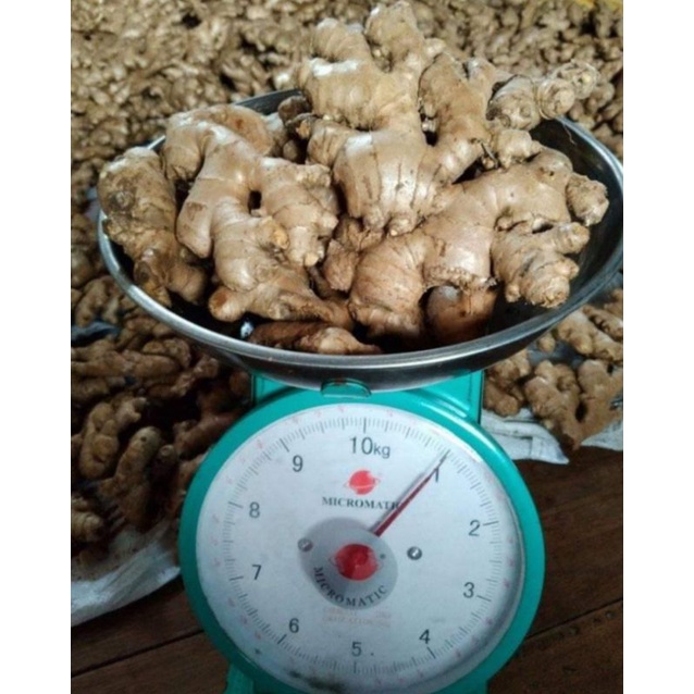 1kg Native Luya Ilocos | Shopee Philippines