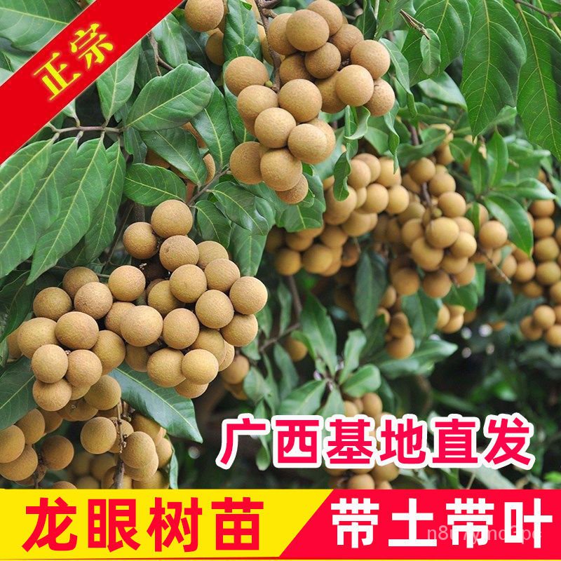 Longans Sapling Grafting Shijiuliang Four Seasons Honey Longans Fruit ...