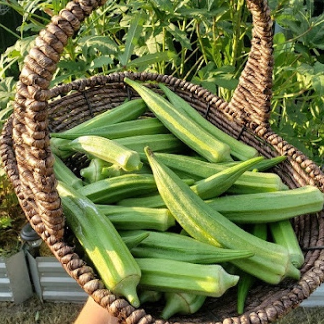 FAMILIFE (50 seeds) Lady Finger Okra Vegetable Seeds/Green Long Smooth ...