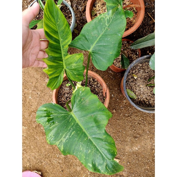 philodendron dragon tail variegated ship from Mindanao.Read first ...