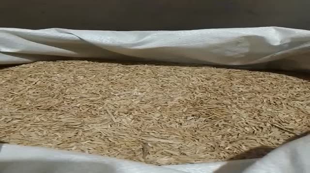 Ipa Fresh Rice Hull Ipa ng Palay 250 & 500grams RICE HULL plants ...