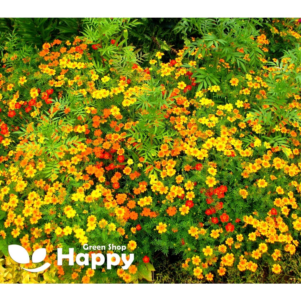 SIGNET MARIGOLD STARFIRE MIX - 20 SEEDS - Tagetes tenuifolia - BALCONY ...