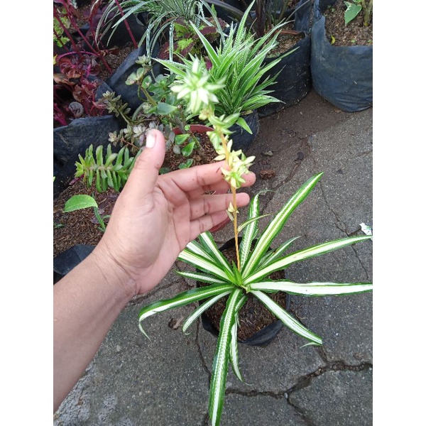 Spider mother type Hanging seed ling bag | Shopee Philippines