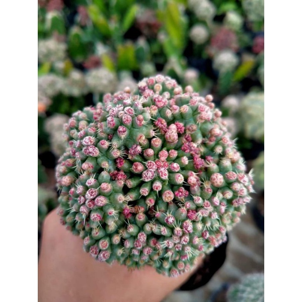 Grafted Cactus (Uncommon and Common Cactus) | Shopee Philippines